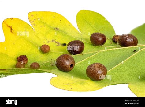Detail Of An Oak Leaf With Clutch Of Gall Wasps Cynipidae Isolated On
