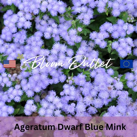 500 Ageratum Dwarf Blue Mink Floss Flower Garden Seedsflossflower