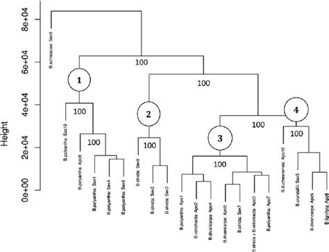 Hierarchical Clustering Of 10 Sexual And 10 Apomictic Boechera Download Scientific Diagram