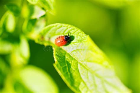 Close Up Macro Photography Of A Colorado Potato Beetle Eating A Potato