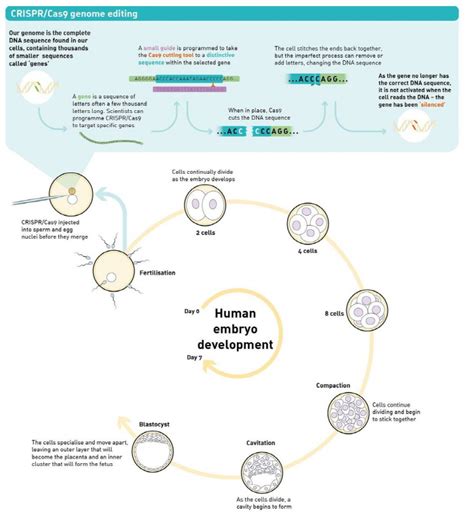 ‘크리스퍼 유전자가위 이용 인간배아 발달 조절 유전자 역할 밝혀 It News
