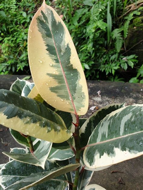 Variegated Ficus Elastica Furniture And Home Living Gardening Plants And Seeds On Carousell