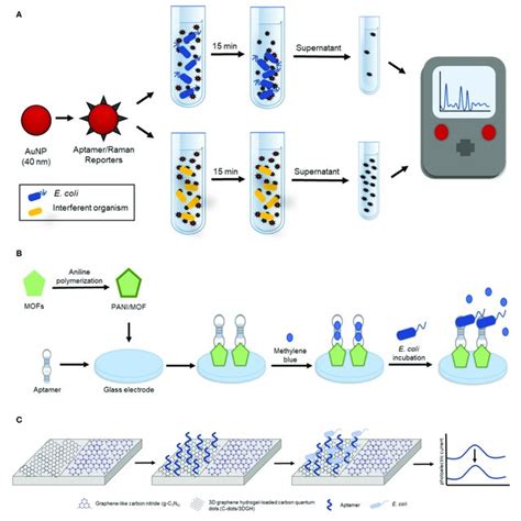 Schematic Representation Of The Lateral Flow Aptamer Assay Developed