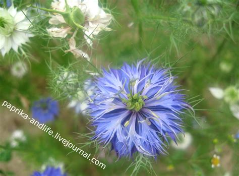 Любовь в тумане, или Белые тайны чёрного тмина: paprika_andlife ...