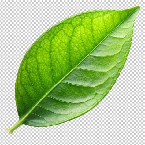 Fresh Citrus Leaf Isolated Premium Ai Generated Psd