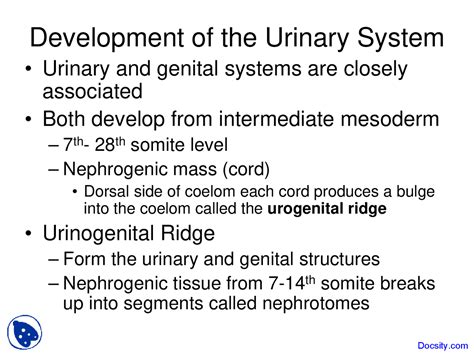 Development Of The Urinary System Introduction To Embryology