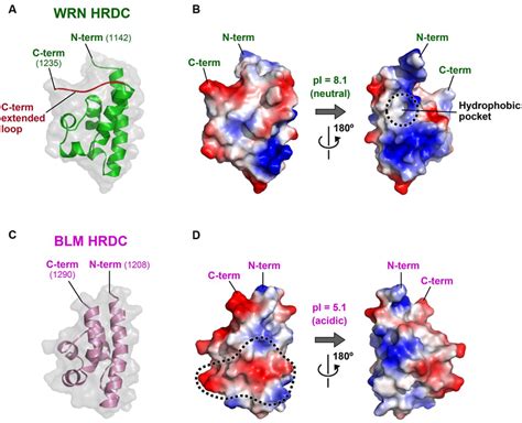 Structures Of The Wrn And Blm Hrdc Domains A Crystal Structure Of