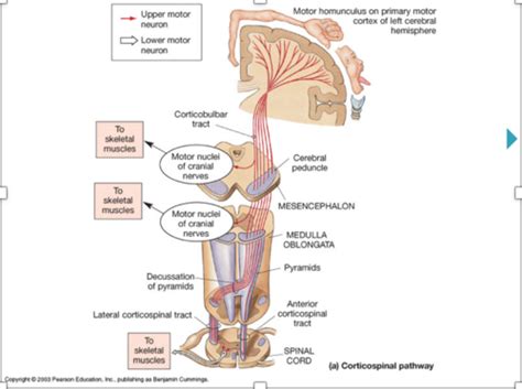 Cds 470 Pyramidal System Flashcards Quizlet