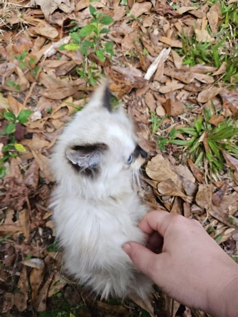 Cutest Floof Ever Rkittens