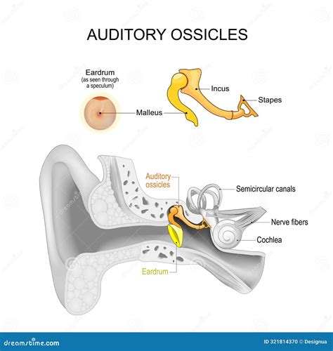Auditory Ossicles Ear Anatomy Stock Vector Illustration Of Smallest Ossicles 321814370