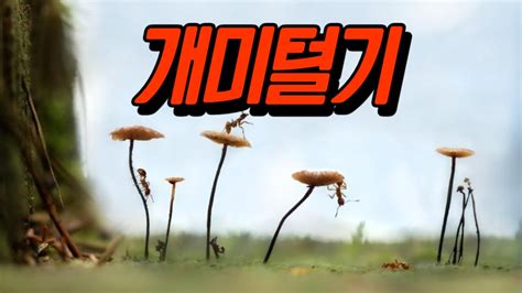 개미털기 Feat두산에너빌리티 현대로템 개미털기 주식 Youtube