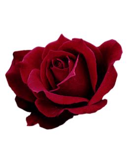 Dark Red Rose Color Hex Code Is