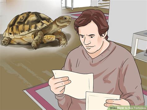 4 Ways To Sex Tortoises WikiHow