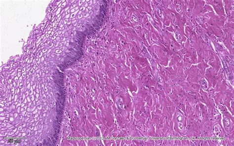 Histology Slide Download