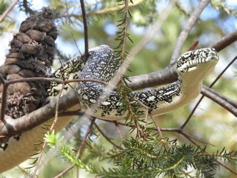 Diamond Python Dscn6237 Birds In Sydney