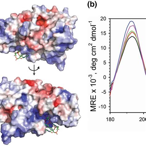 aromatic amino acids protruding from the n‐ and c‐terminal β‐barrels