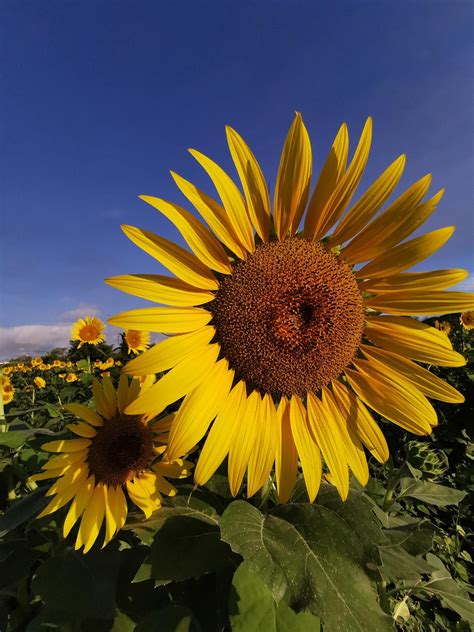 해바라기 분야 밭 Pixabay의 무료 사진 Pixabay