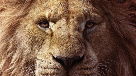 Lion 8k Wallpapers Top Free Lion 8k Backgrounds Wallpaperaccess