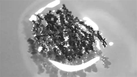 these tiny magnetic robots can navigate obstacles and carry heavy