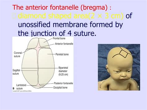 Anterior Fontanelle Exam Fontanelles Anatomie Skrw