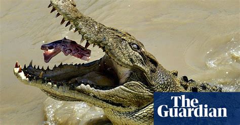 Saltwater Crocodile Attacks