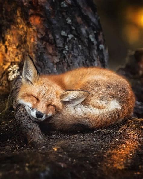 This Sleepy Fox Scrolller