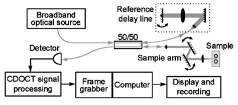 Real Time In Vivo Color Doppler Optical Coherence Tomography