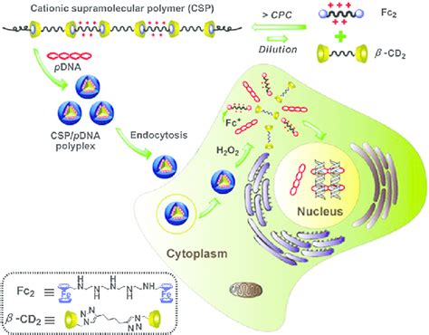 Schematic Representation Of Cationic Seps Constructed Via Orthogonal Download Scientific