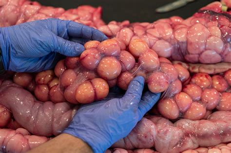 Floridas Largest Ever Python Has Been Found Heres The Untold Story Of Its Discovery