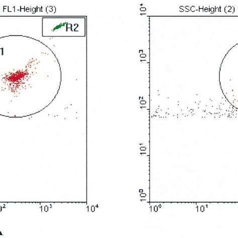A Flow Cytometric Analysis Of A Positive Control Sample Of