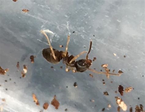Small Ants Lasius Americanus Bugguidenet