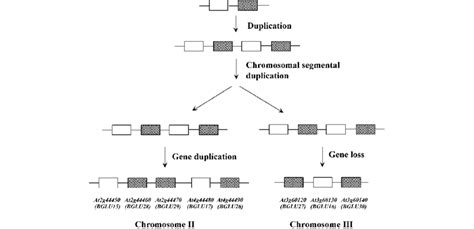 Evolution Of Bglu Gene Clusters On Chromosomes Ii And Iii The Scheme Download Scientific