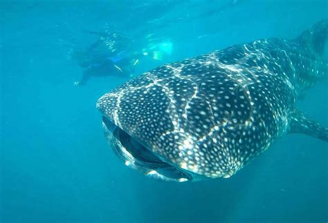 La Paz Mexicos Best Kept Secret Where You Can Swim With Whale Sharks