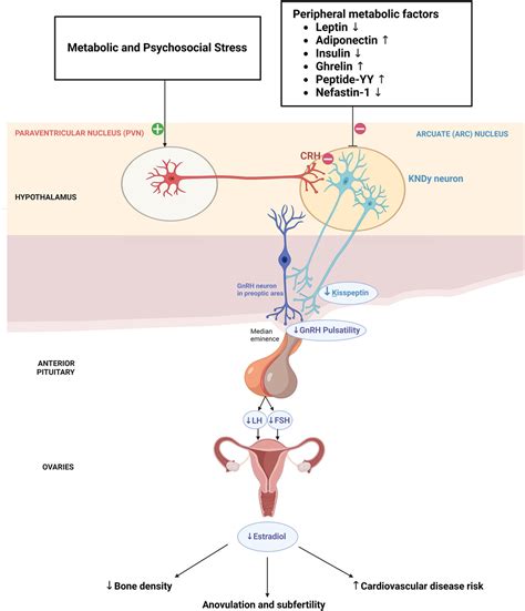 Hypothalamic Amenorrhea In Cycle