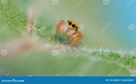Macro Detailed Shot Of An Adorable Tiny Jumping Spider Crawling Along