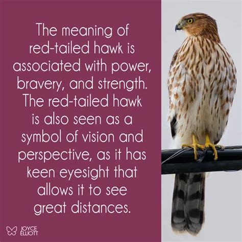 Red Tailed Hawk Feather Meaning 4 Powerful Divine Messages Joyce Elliott