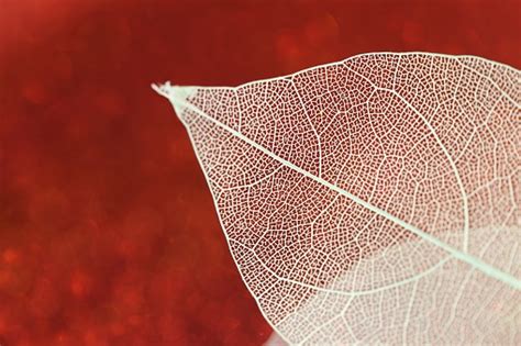 스켈레톤 잎 빨간색 반짝이 배경에 스켈레톤 노란색 잎 반짝반짝 빛나는 벽지 전화 빛나는 보케와 아름다운 자연 배경 계절에 대한 스톡 사진 및 기타 이미지 Istock