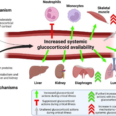 Maintenance And Guidance Of The Increased Systemic Glucocorticoid