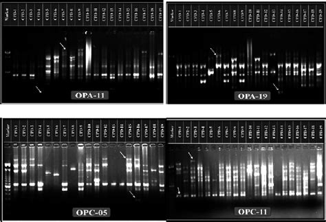 Rapd Profile Of Opa 11 Opa 19 Opc 05 And Opc 11 Marker Dna Ladder