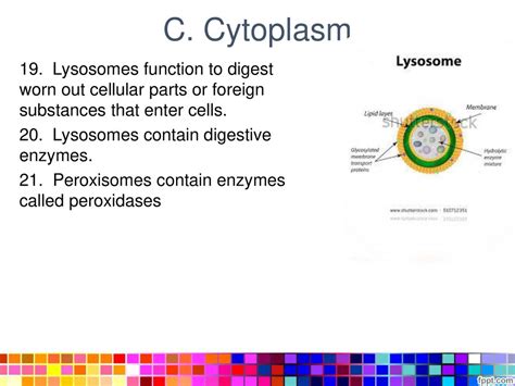 Cells And Tissues Ppt Download