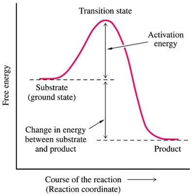 Eli5 How A Catalyst Decreases The Activation Energy For A Chemical