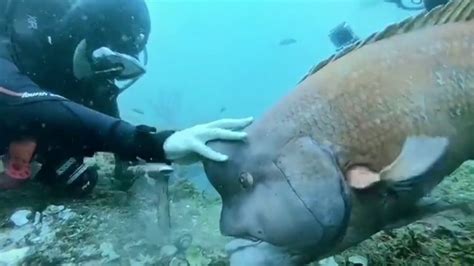 Ikan Apakah Ini Youtube