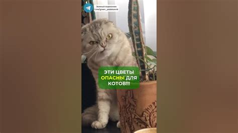 цветы опасны для котов 🙀 цветы растения кошка лайфхаки кот домашниеживотные дача сад
