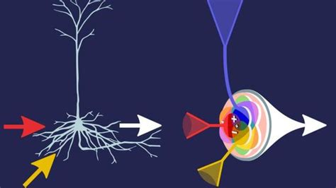 Infomorphic Neurons Independent Learning For Ai Networks Technology