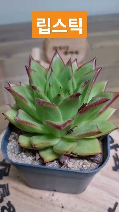 모두다좋아육 010 3209 9789 다육식물 Youtube