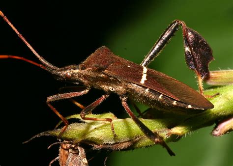 Leaffooted Bug Phylum Arthropoda Arthropods Superclass H Flickr
