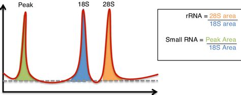 5 Sample Electropherogram Showing Areas Used To Calculate Rrna And Download Scientific Diagram