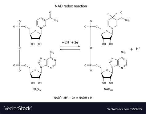 Nad Redox Reaction Royalty Free Vector Image VectorStock