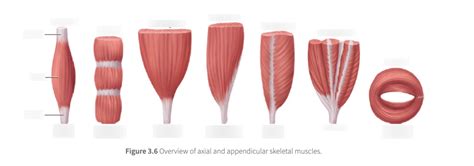 Overview Of Axial And Appendicular Skeletal Muscles Diagram Quizlet