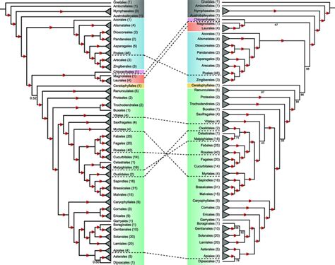 Phylogenetic Relationships Of 43 Angiosperm Orders Inferred From